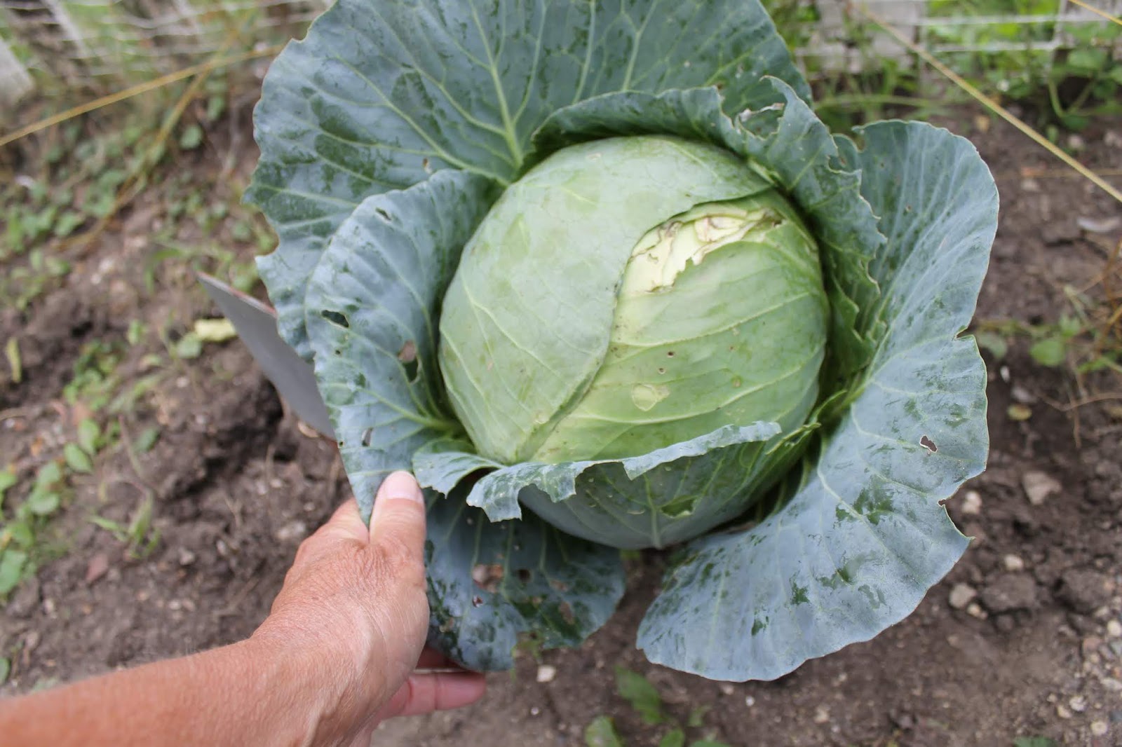 SunShine Sews...: My Amara