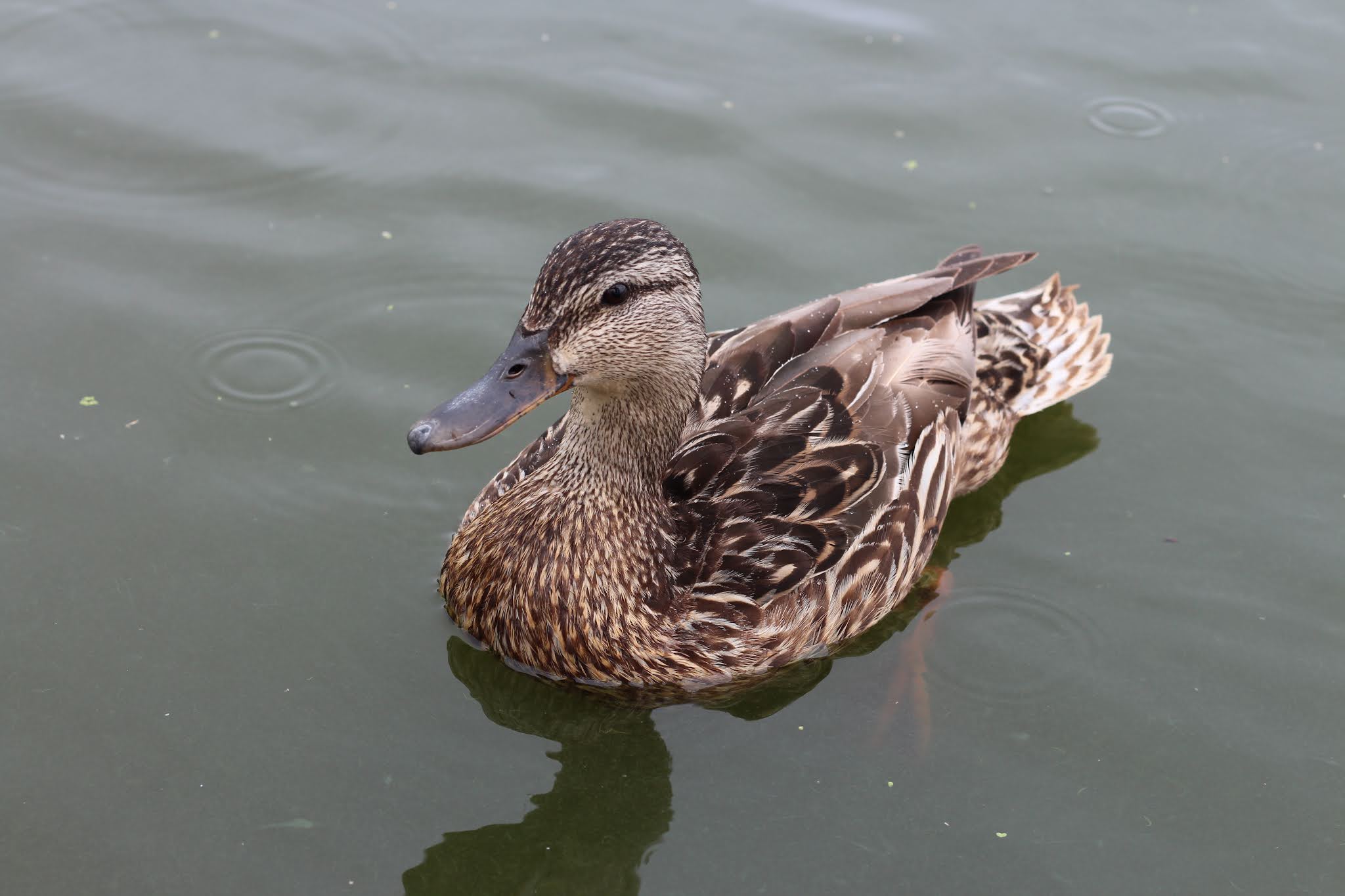 Advice From a Single Girl: The Monday Morning (P.S. Here's A Duck, Because)