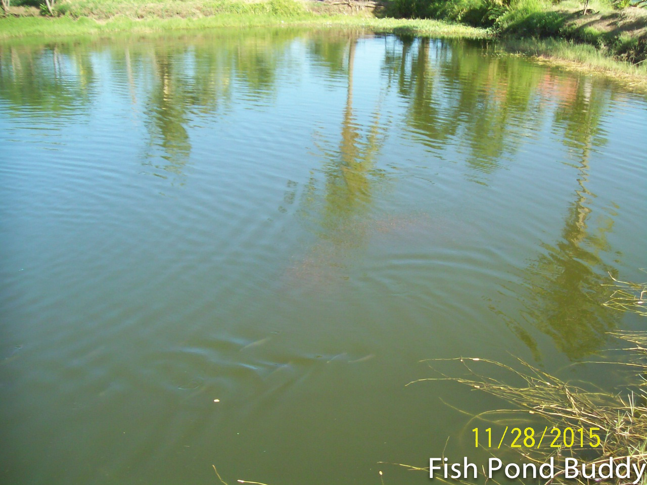 Fish Pond Buddy: How to Catch and Clean a School of Mudfish Fry