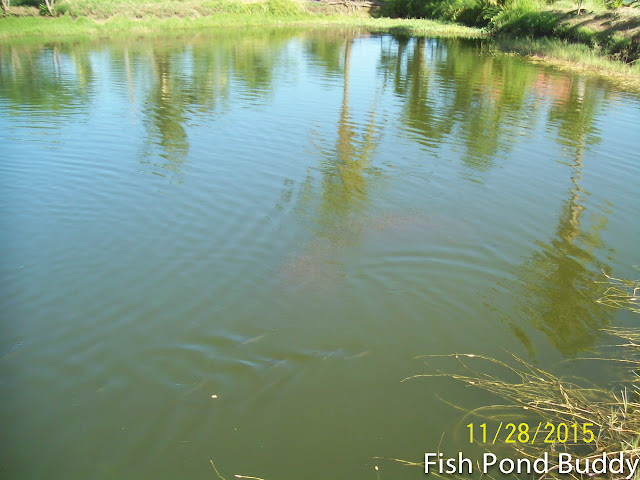 Fish Pond Buddy: How to Catch and Clean a School of Mudfish Fry