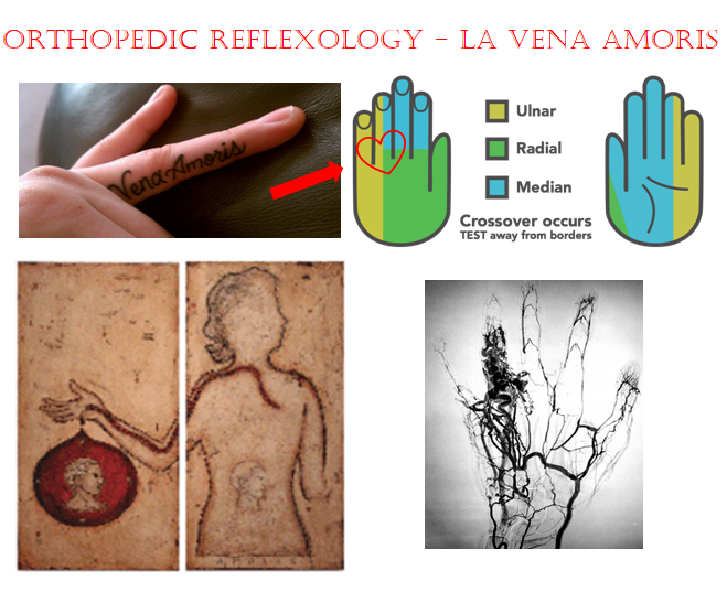 ΕΛΛΗΝΕΣ ΡΕΦΛΕΞΟΛΟΓΟΙ - GREEK REFLEXOLOGISTS: Η Φλέβα του Έρωτα - Vena ...