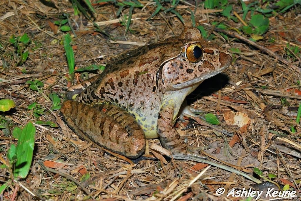 Australian Frogs Photography: KEUNEA PHOTOGRAPHY: Monitoring Frog ...