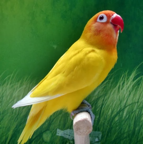 Budidaya Burung: Burung Nuri