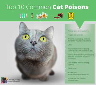 Kender Siberians And The Siberian Cat Lady: Common Cat Poisons