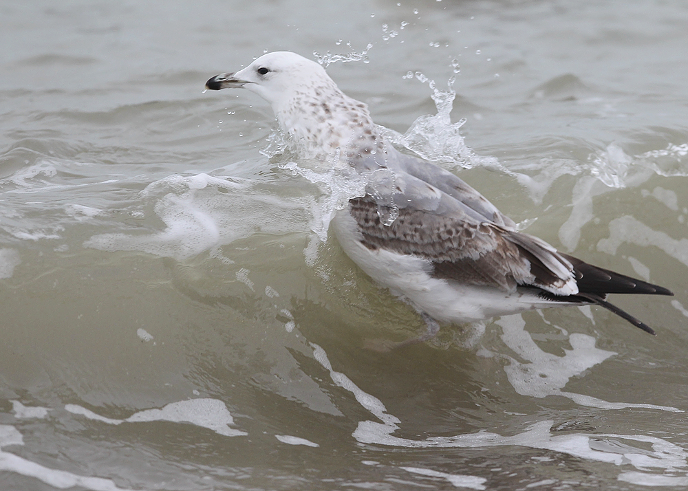 Richard Smith - Birdwatching Days Out: 2x CASPIAN GULL, 1st winter ...