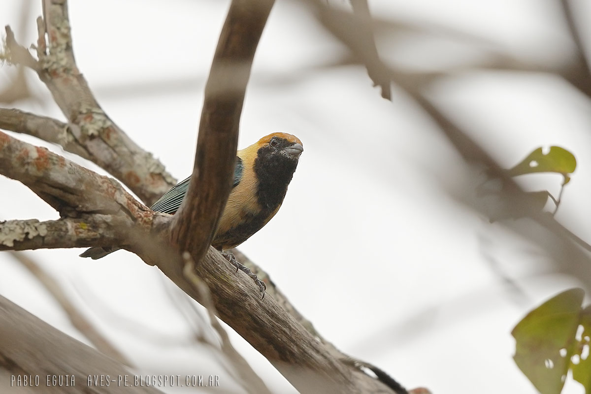 mis fotos de aves: Tangara flava Saíra Pecho Negro Stripe-bellied Tanager