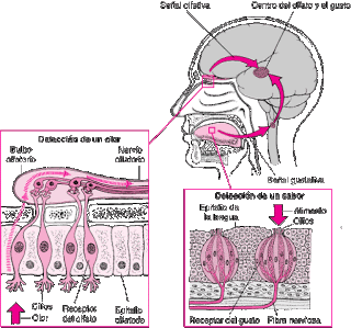 purpura: SENTIDOS DEL GUSTO Y OLFATO