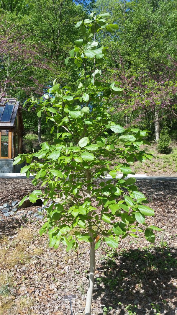 Future Plants by Randy Stewart: MAGNOLIAS