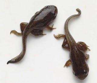 Anfíbios: * BIOLOGIA DOS ANFÍBIOS