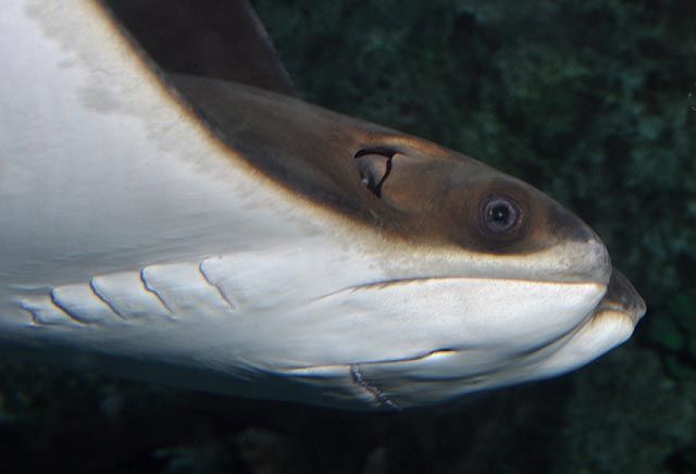 Real Monstrosities: Cownose Ray