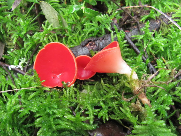 Guía de Setas y Hongos de Navarra.: Sarcoscypha coccínea (Fr)Lamb