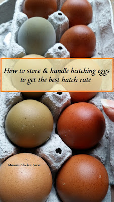 How to store and handle hatching eggs to get the best hatch rate ...