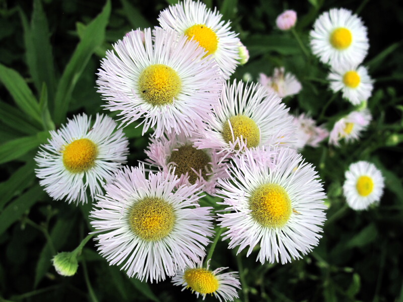 The Joyce Road Neighborhood: Wildflower - Common Fleabane