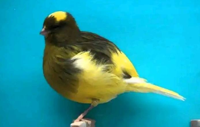 √ Mengenal 10 Jenis Burung Kenari Yang Bagus Untuk Lomba - Sukses Perawatan