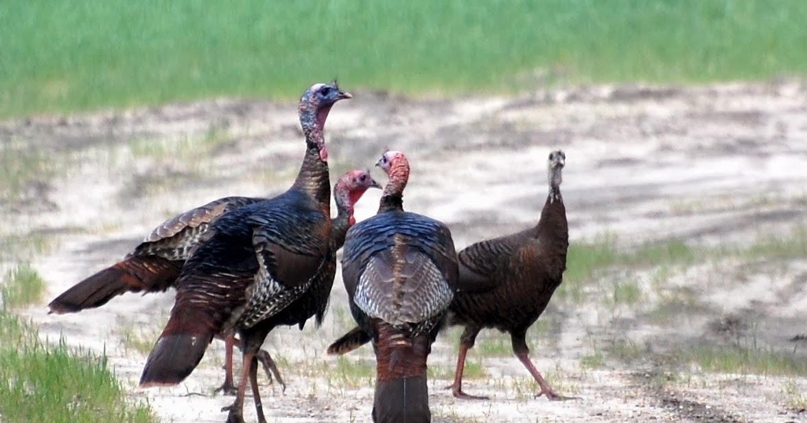 Urban Wildlife Guide: Turkeys!