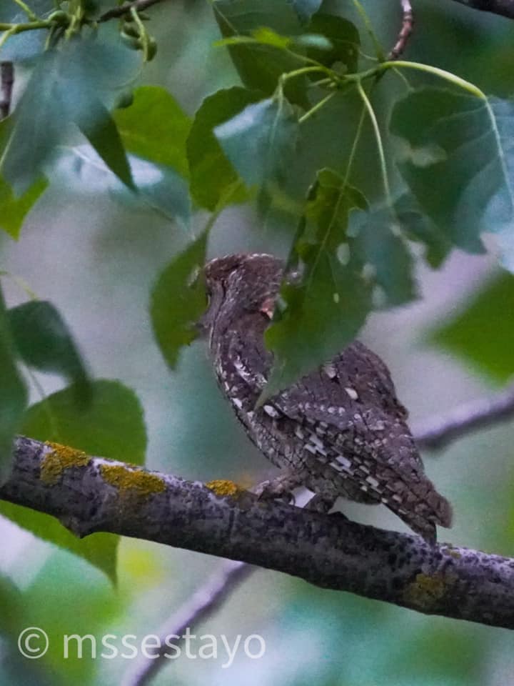 MILAGRO Natura: AUTILLO EUROPEO