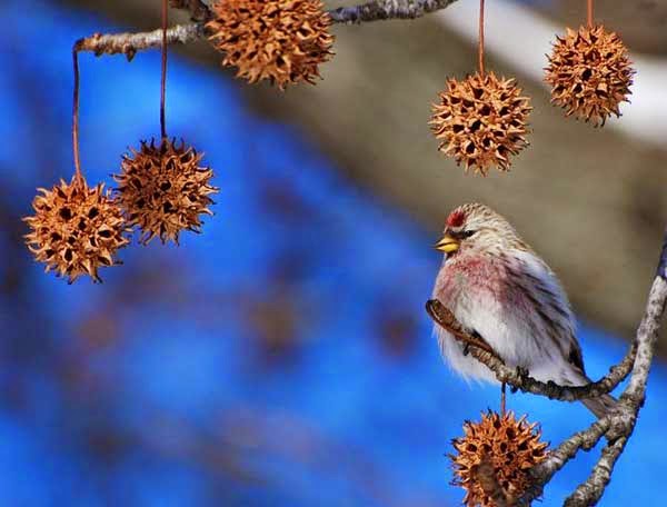 Cool Pictures, Images & Photos For Facebook: Awesome Birds Profile Pics