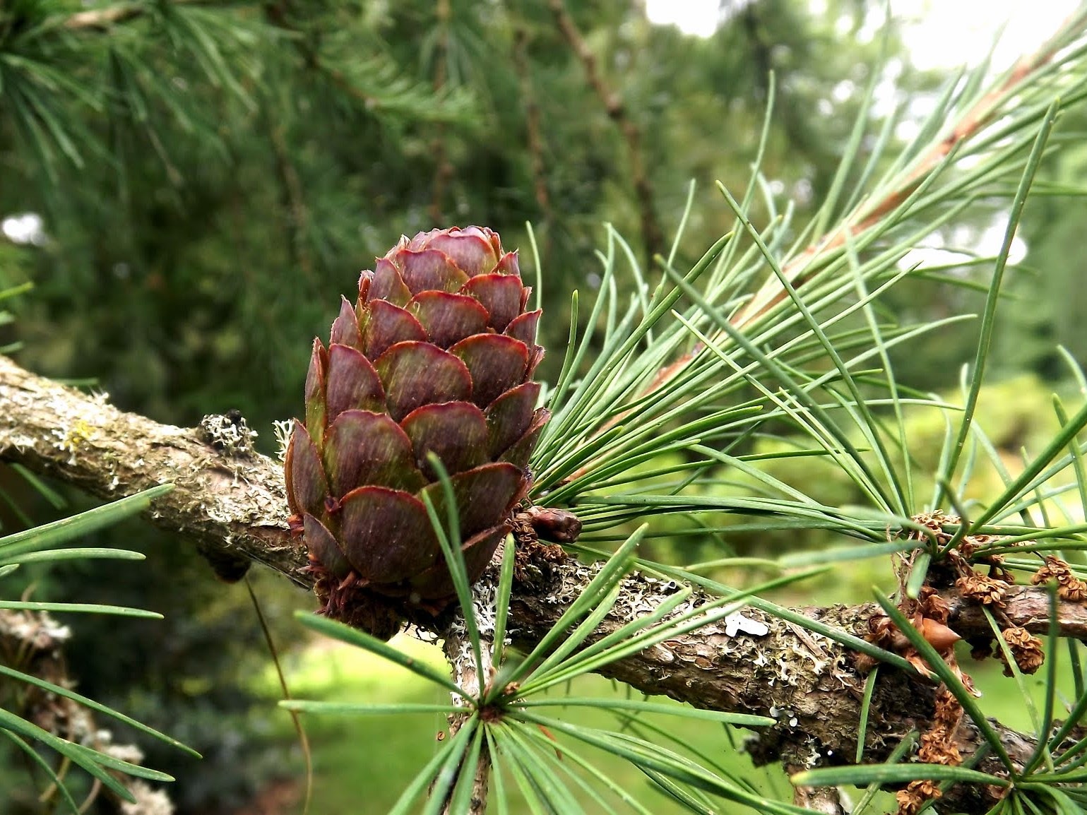 Taxonomia Plantae no Magnoliopsida: Phylum Tracheophyta Clase Pinopsida ...