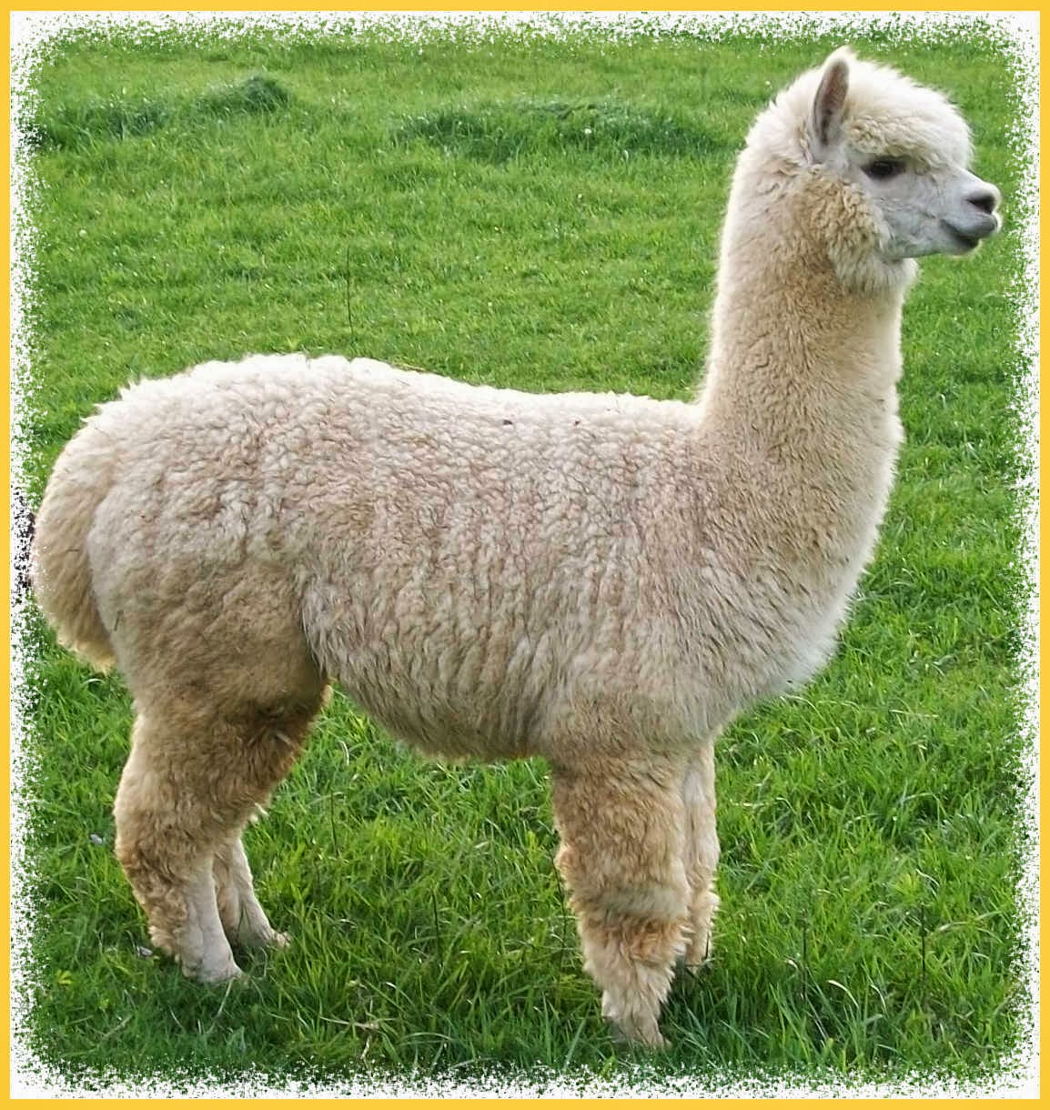 Breekbaar Geluk: Alpaca wol
