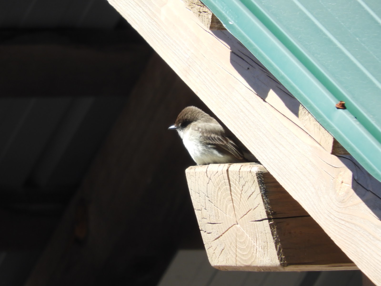 Canadian Needle Nana: April 2017