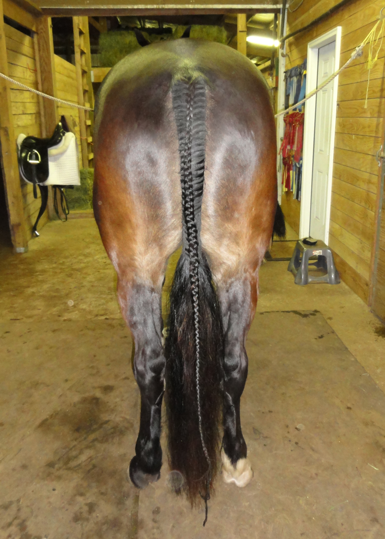 Adventures in Colt Starting: Learning how to braid dressage buttons!