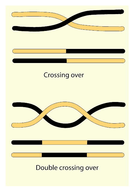 Mention the different types of crossing over? - Biologyseba-Best notes ...