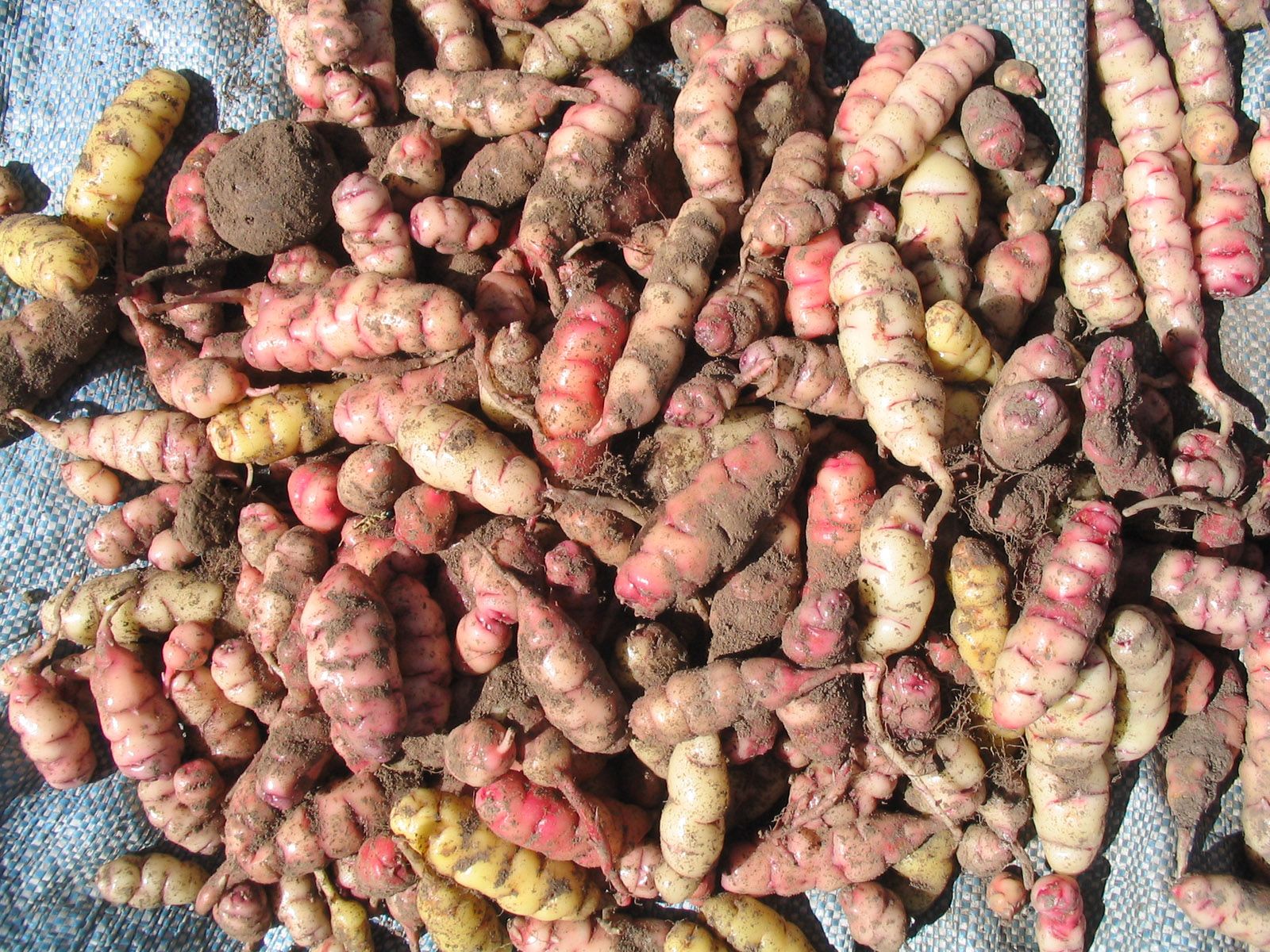 Blog do Peru: Comida no Peru