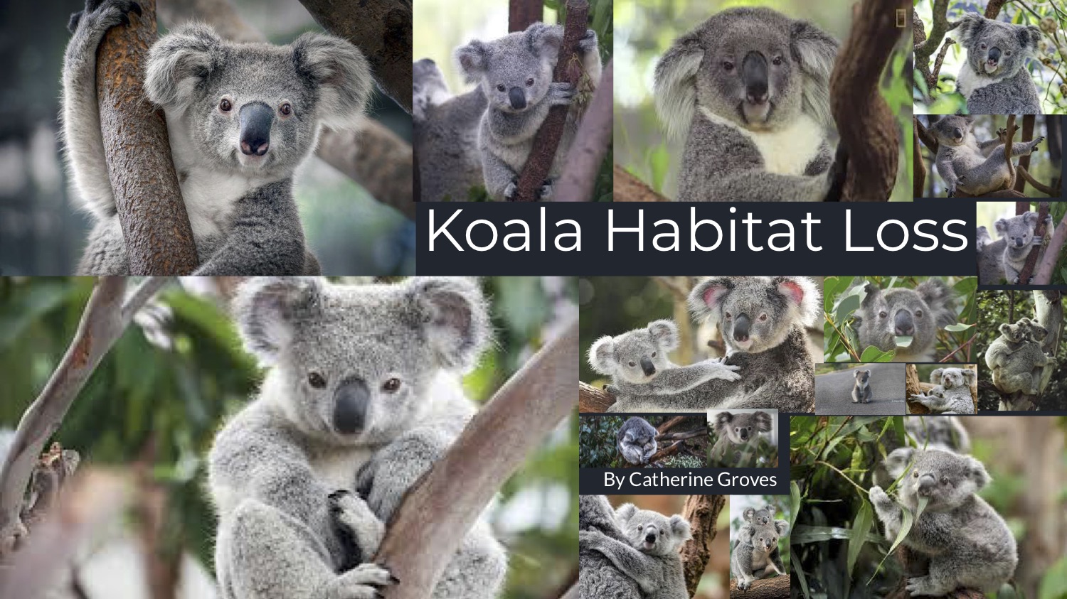 Ms. Frank's 5th Grade