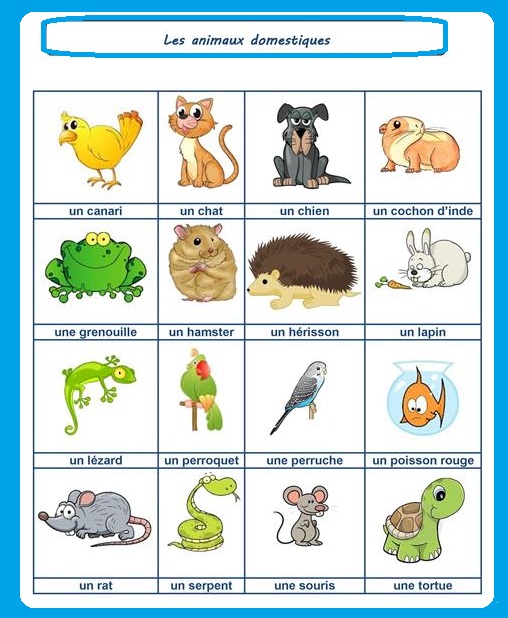 FRANCÉS-EANDO: LES ANIMAUX DE COMPAGNIE ou DOMESTIQUES, LES ANIMAUX DE ...