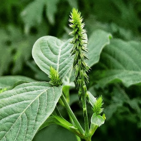 11 Amazing benefits of Apamarg (Achyranthes Aspera ) (लटजीरा ...