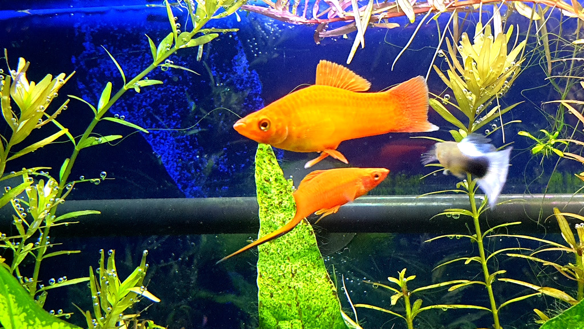 Community Fish Tank 4K Ultra HD Wallpapers / Backgrounds