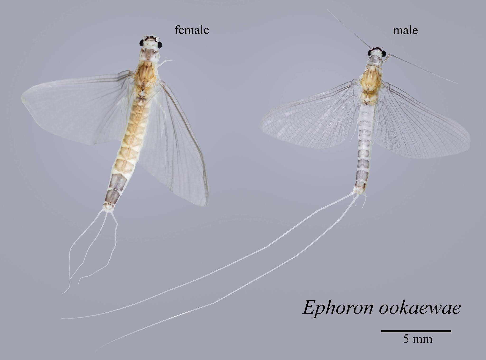 Species New to Science: [Entomology • 2021] Ephoron ookaewae • A New ...