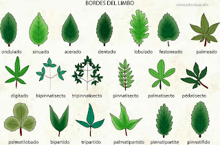 APRENDIZAJE AGROPECUARIA 2016-2017 : CLASIFICACION DE LAS HOJAS