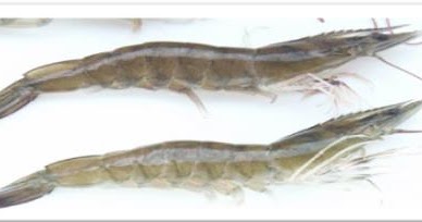Udang Vaname Atau Vannamei; Klasifikasi,Morfologi, Habitat Dll - Melek ...
