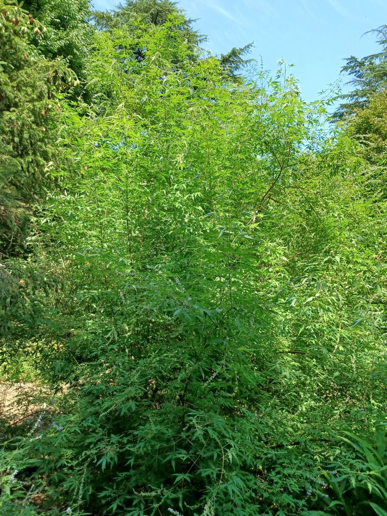 Future Plants by Randy Stewart: Vitex - the Chaste Tree family