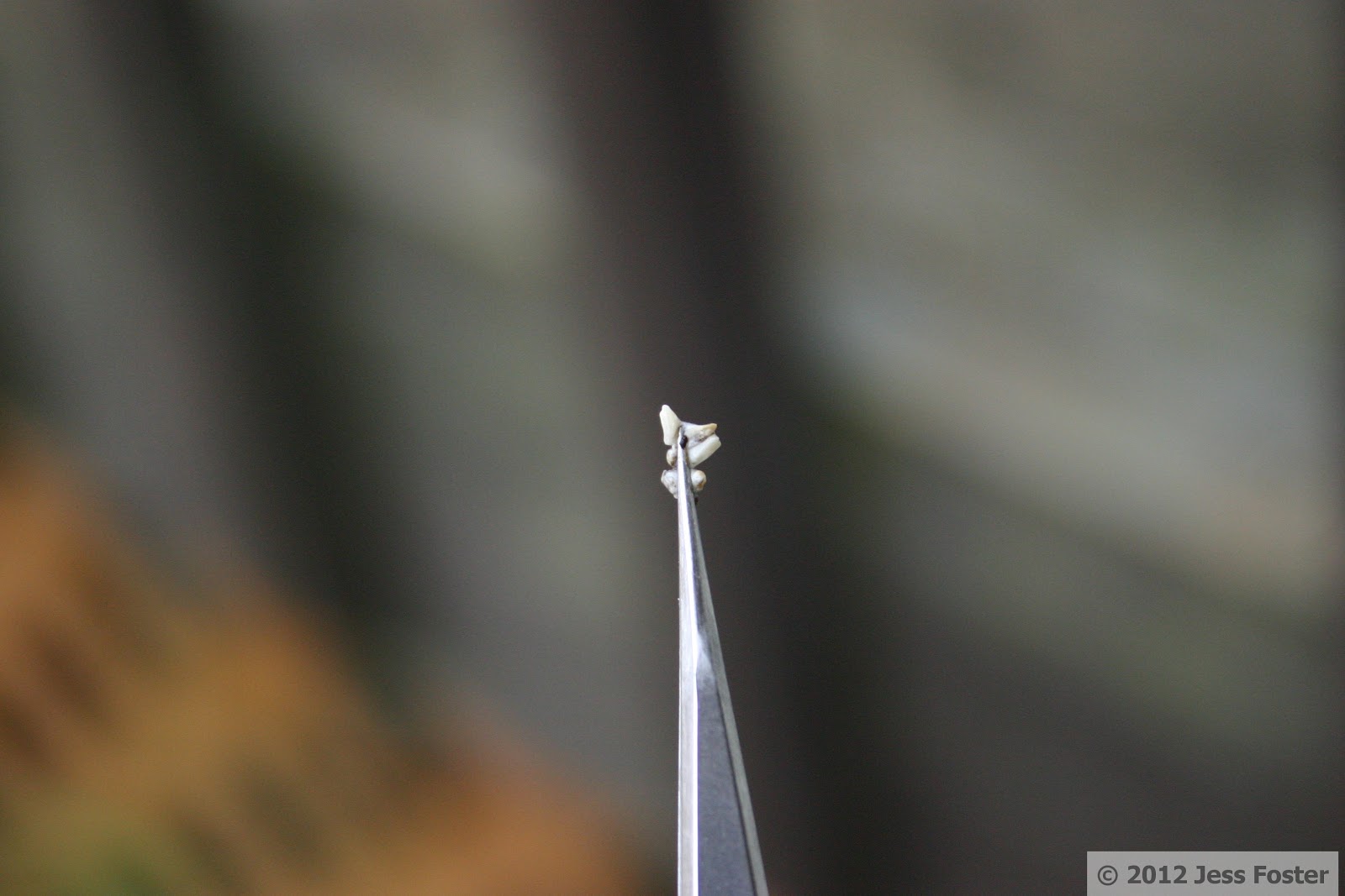 Sluggin' Along: Slug Waste Disposal: Part 2