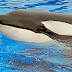 Captive Cetaceans Tragically Sad: Addressing the Seaworld Myths Article.