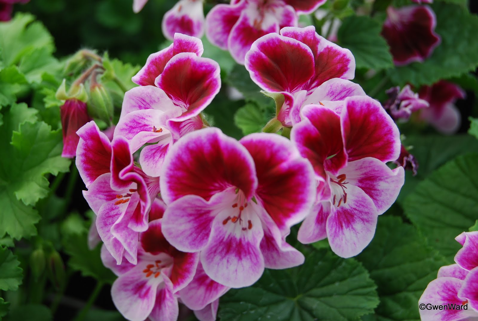 PERFECT PELARGONIUMS: April 2011