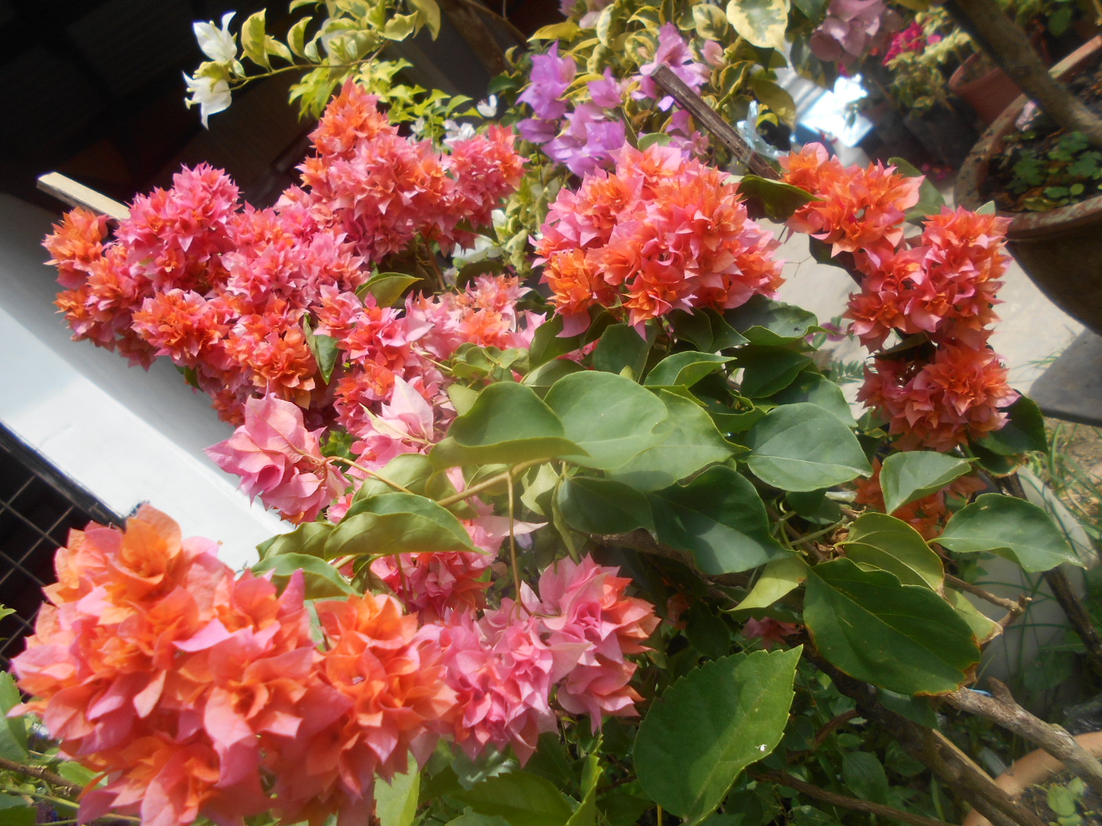 "Bougainvillea" Bunga Kertas Di Laman Etuza