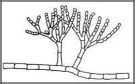 Karakteristik Kapang dan Peranannya, [ KebunBudidaya ] | Budidaya