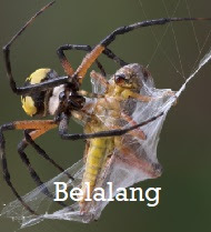 Anim Agro Technology: LABAH-LABAH DAN KEPENTINGANNYA