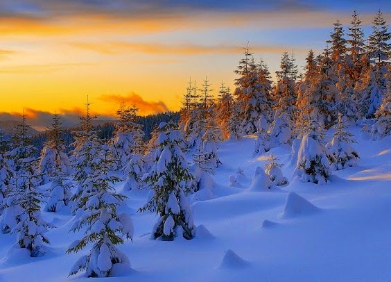 Floresta Boreal 1ºM03