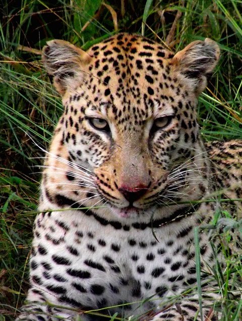 Tracks In The Sand: Chellak - biggest poser ever!