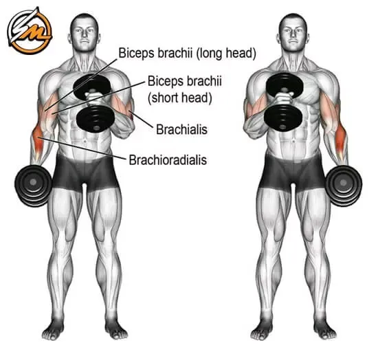 Top 5 Best Bicep Exercises For Massive Arms