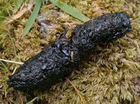 Badgering For Badgers