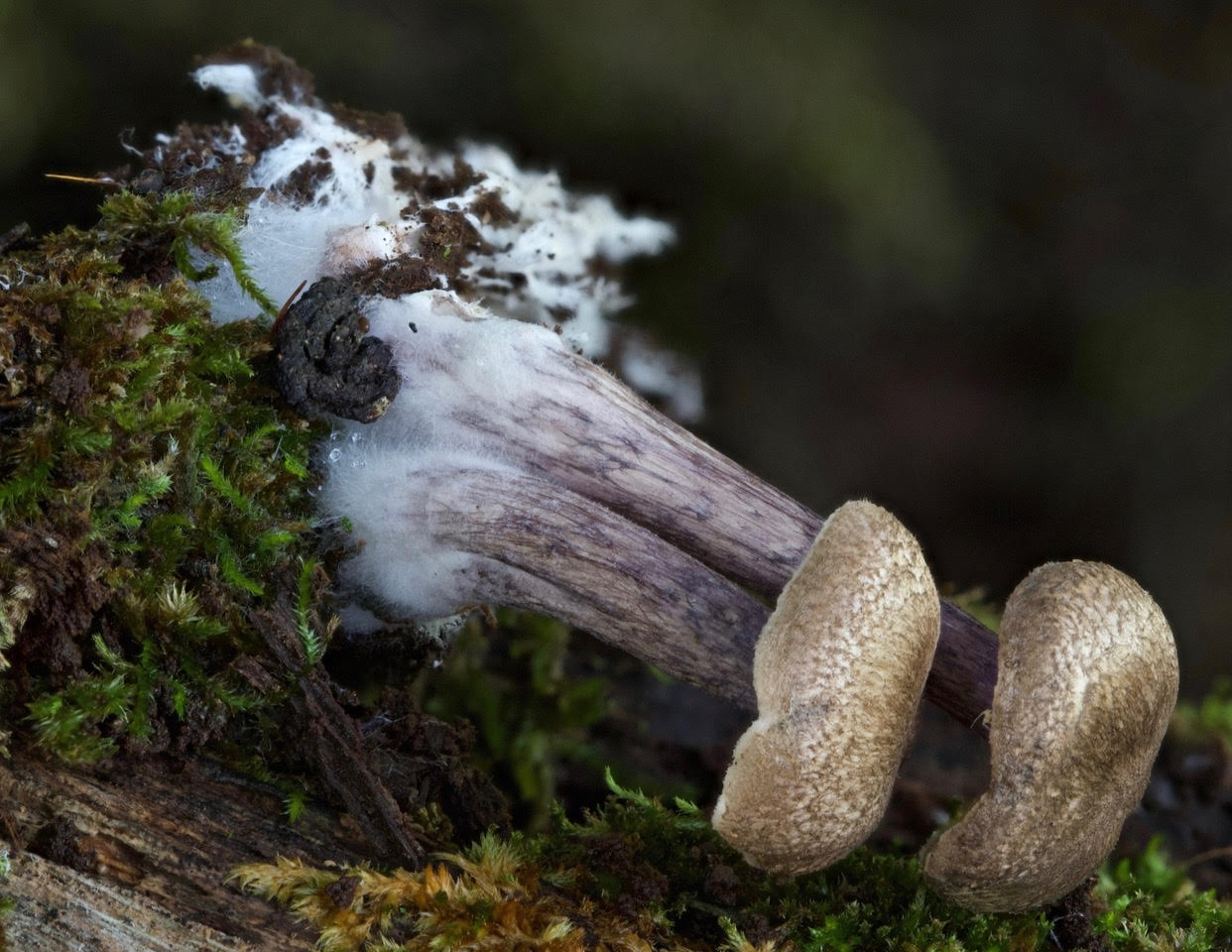 Springfield Plateau: Tiny Mushroom