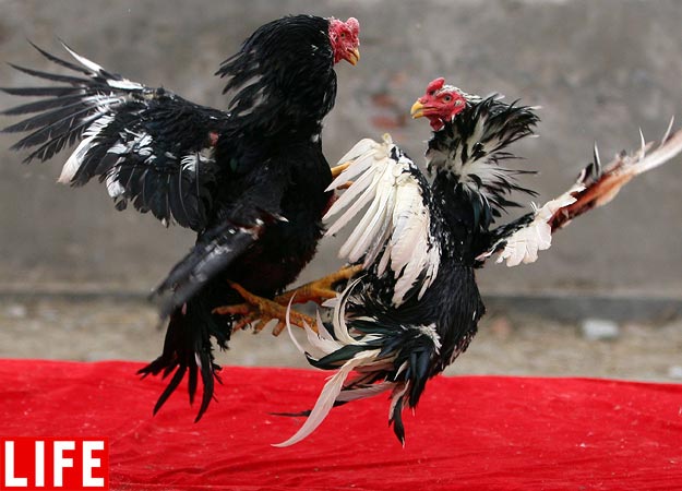 Top 5 fierce animal fight pictures (5 pics) | Amazing Creatures