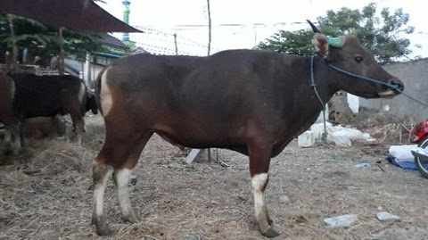 jenis jenis sapi cocok untuk penggemukan di indonesia - Elinotes review