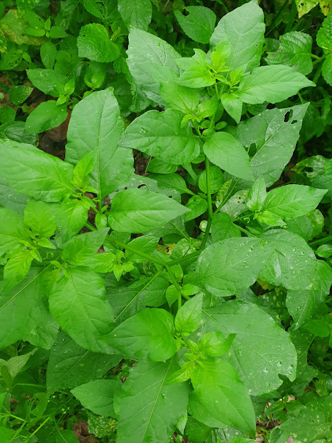 Warisan Petani: Pokok Sayur Meranti Tukulan