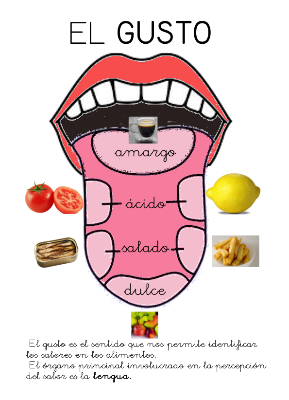 ¿Qué puedo hacer hoy?: Los cinco sentidos: El gusto